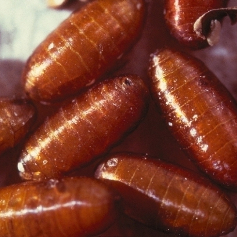 Sapota - GIIAVA AGRO